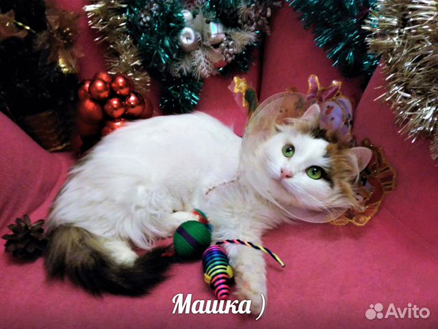 Трехлапая кошечка Маша ищет дом