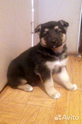 Щенок восточноевропейской овчарки