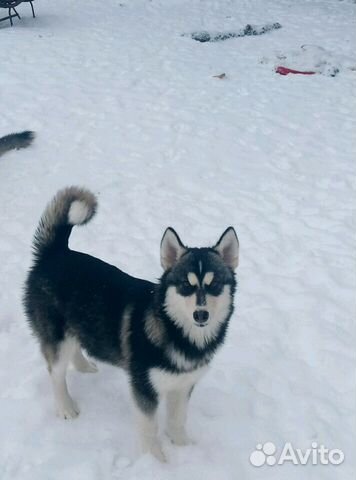 Сибирский хаски