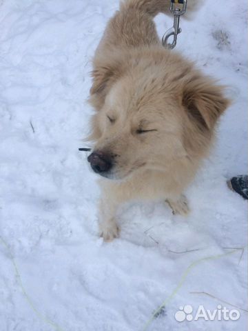 Пломбир ждет хозяина