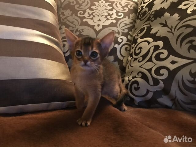 Абиссинская кошечка Шахерезада