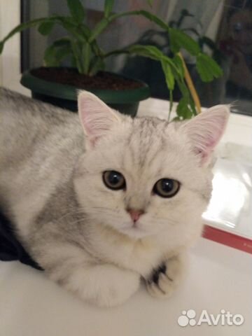 Кошечка-британка на вязку