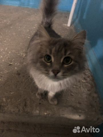 Котенька ищет дом