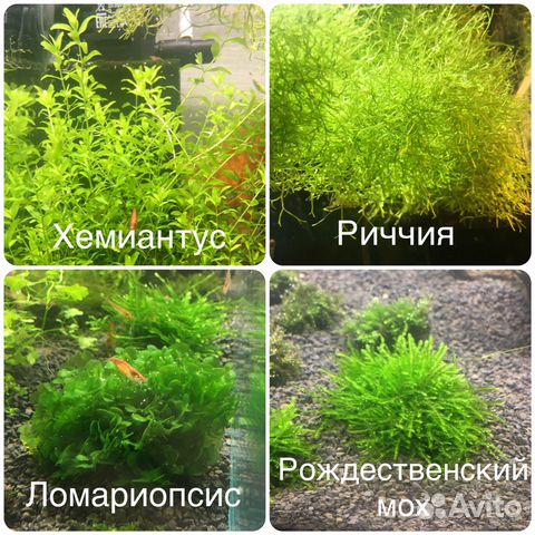Живые корма, растения, Гуппи эндлера японские
