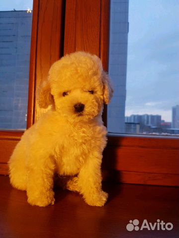 Мальчик той пуделя (белого окраса )