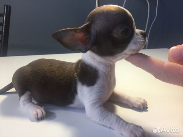 Мальчик супер мини