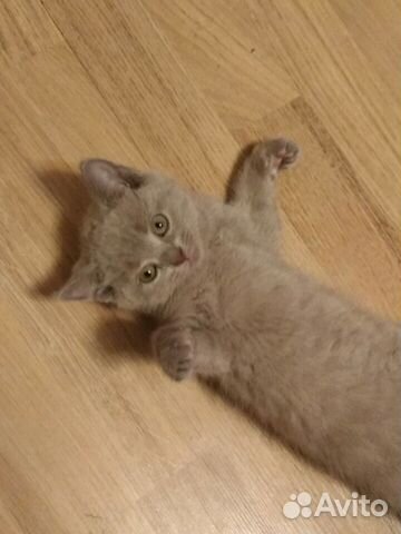 Британская