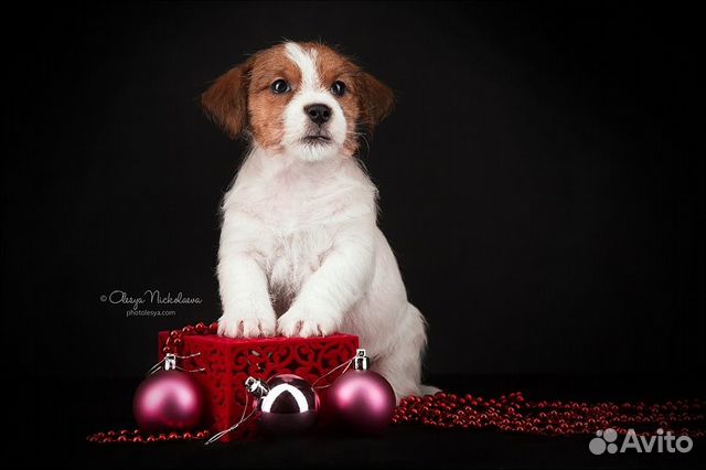 Щенки Джек Рассел терьера 2,5 месяца