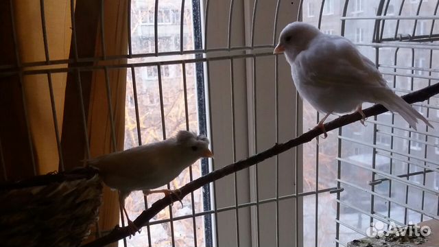 Кенар и канарейка