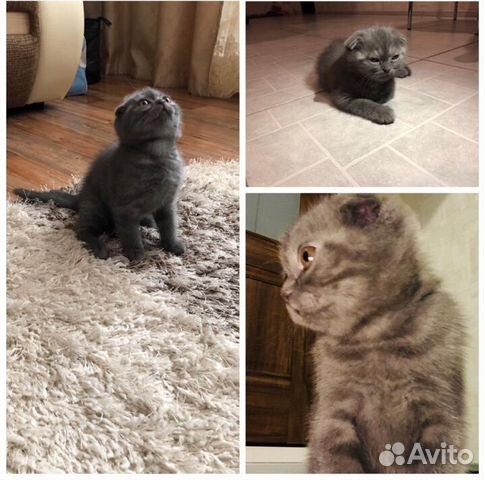 Продам котёнка