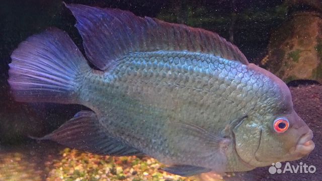 Флауэр хорн