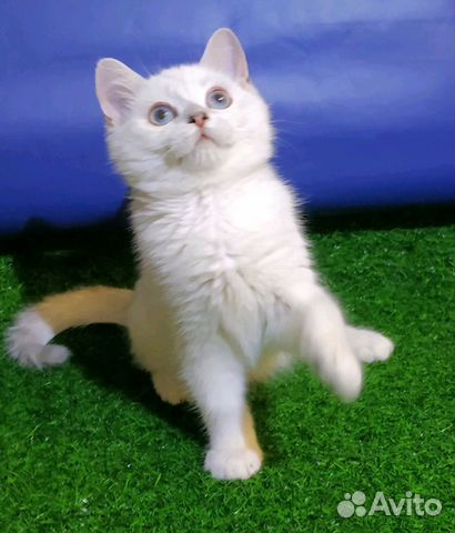 Британский кот 7