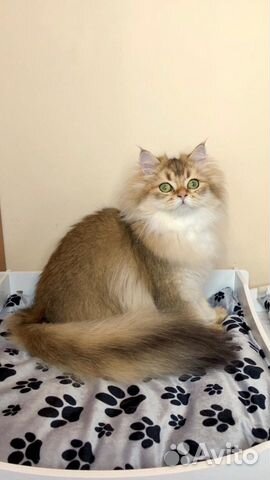 Золотая шиншилла