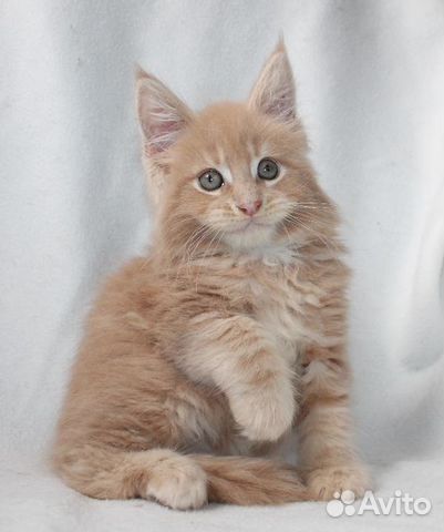 Кунята мальчики