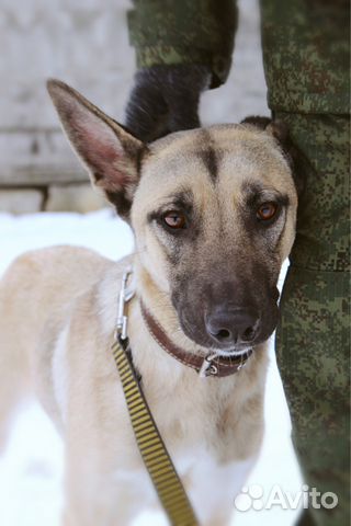 Метис Малинуа Зара