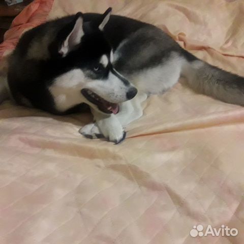 Продам хаски
