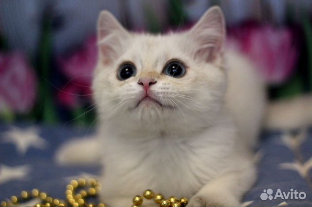 Синеглазый колор пойнт