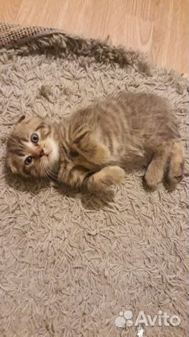 Чудесные пушистики