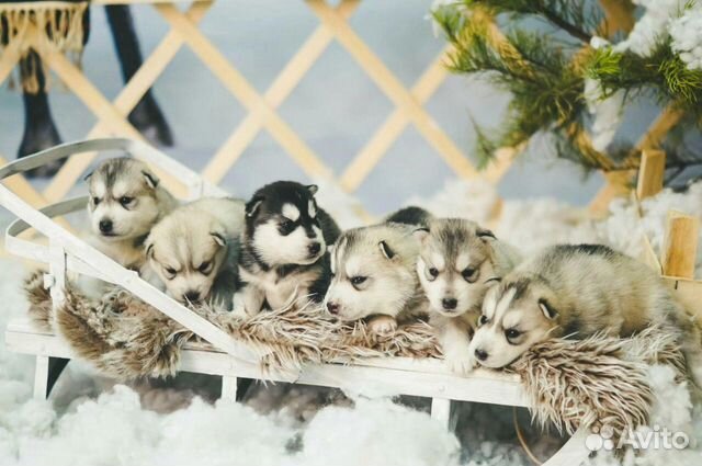 Хаски из сказки