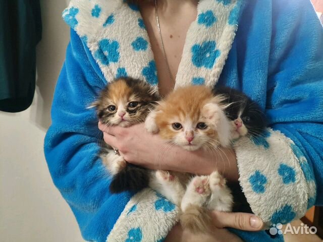 Котята шотландские вислоухие