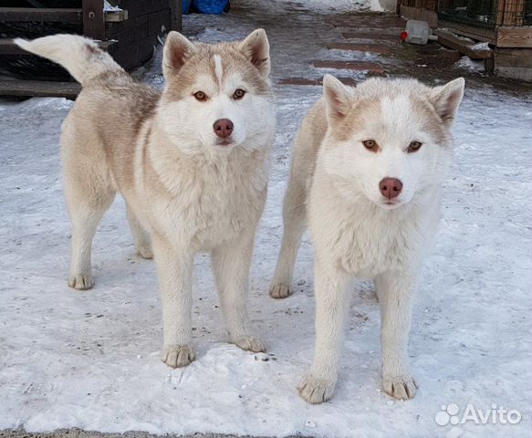 Щенки хаски. Палевые девочки