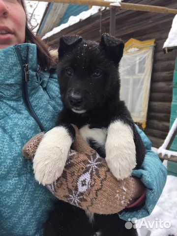 Щенок в хорошие руки