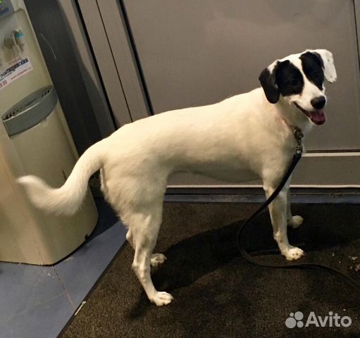 Собачка в дар