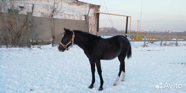 Лошадь жеребёнок