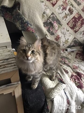 Отдам миниатюрную красивую кошечку