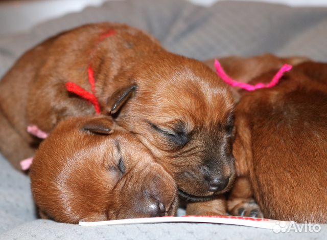 Пшеничный терьер щенки