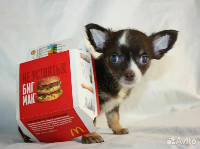 Шоко бой, и не только