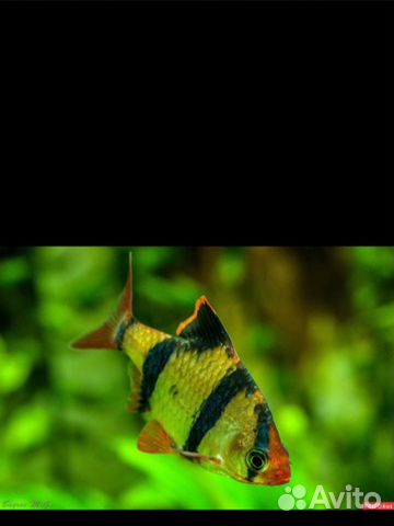 Рыба барбусы