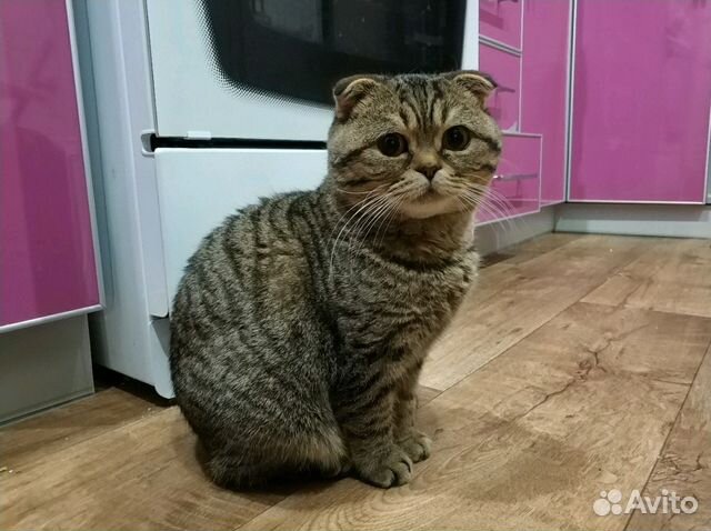 Кот на вязку