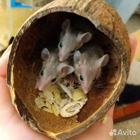 Мышь иглистая. Акомисы