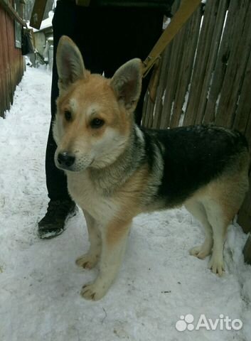 Щенок 5 месяцев кобель кастрирован