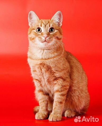 Рыжий кот в добрые руки