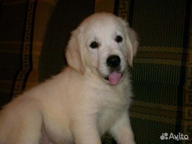 Золотое счастье от Чемпионов