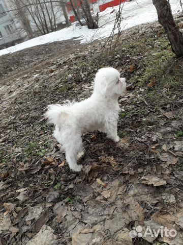 Кобель мальтезе для вязки