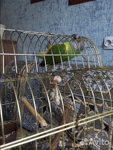 Синегальский попугай