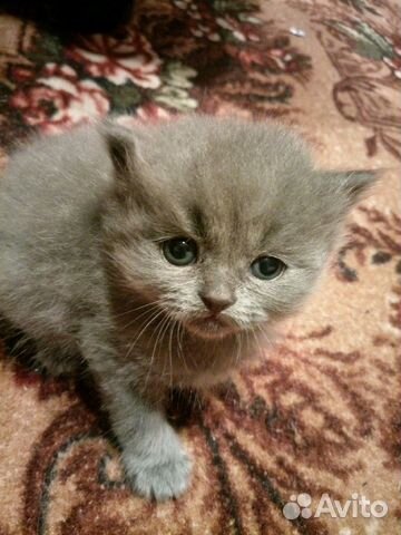 Котята британцы