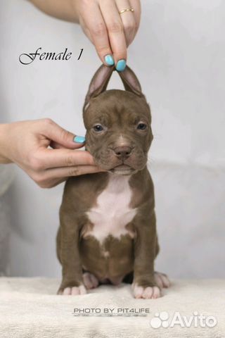 Высокопородные суки-щенки питбуля (питомник)