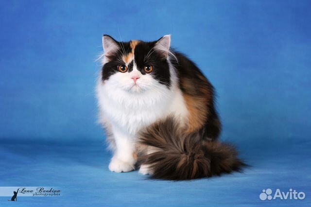 Хайленд страйты