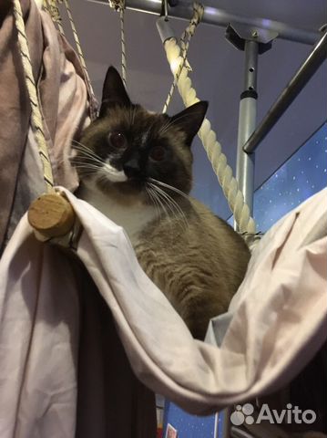 Котик Пифагор