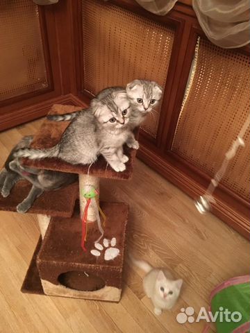 Породистые шотландские котята