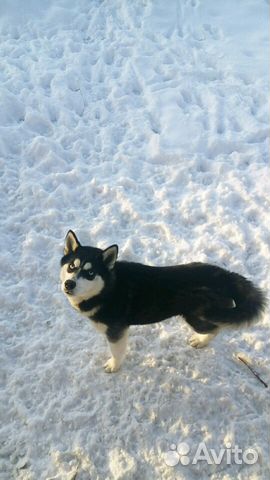 Сибирский хаски