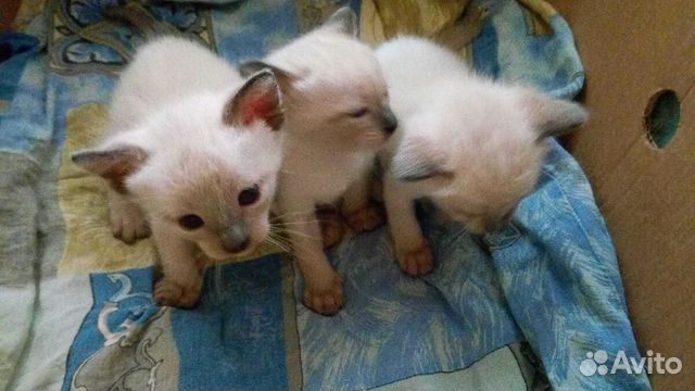 Подрастают котята тайской породы. Три мальчишки. П