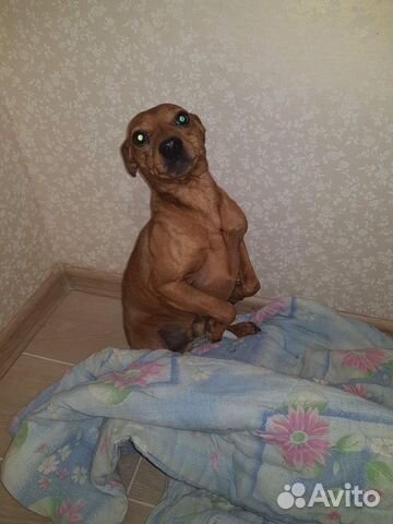 Собака пинчер