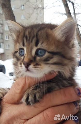Котенок девочка 1,5 месяца