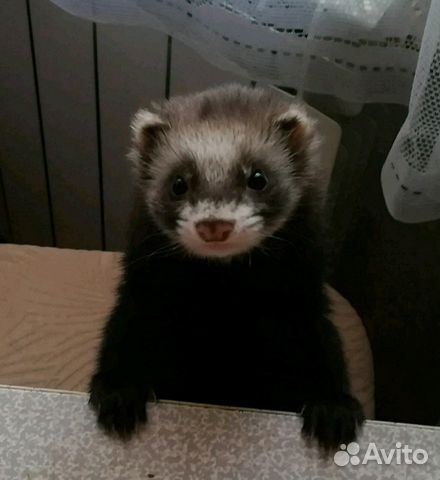 Хорек