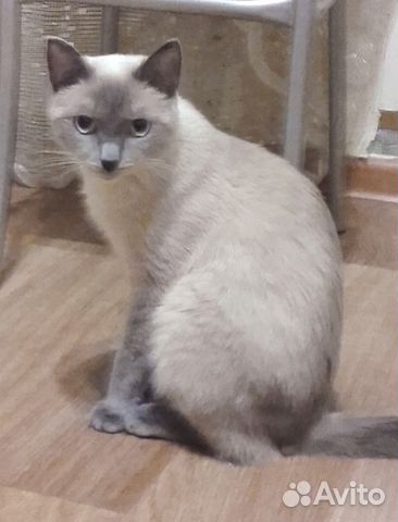 Нужны ласковые ручки